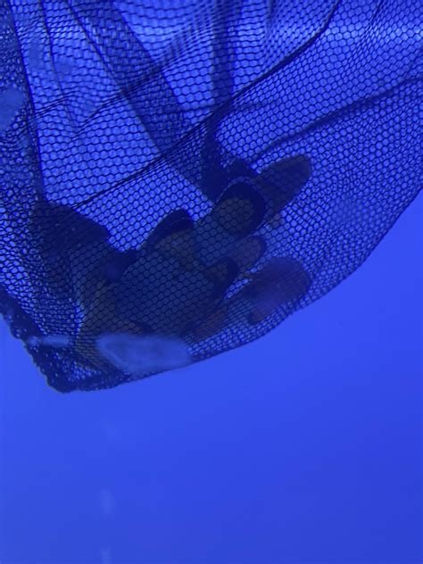 New Aquarium Nightmare Six Clownfish Dead In 40 Minute Raquarium