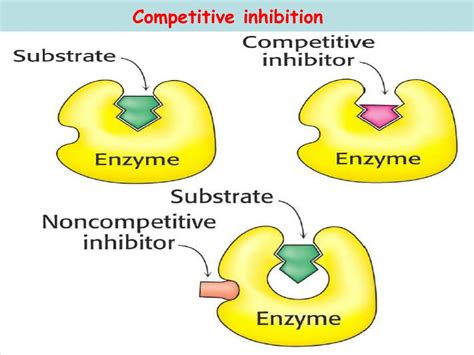 Ppt Enzyme Kinetics And Factors Influencing Enzyme Activity