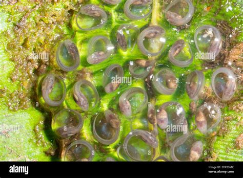 Glass Frog Eggs Hatching At Alfred Wilford Blog Glass Frog Eggs Hatching At Alfred Wilford Blog