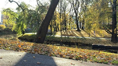 A Windy Day In The Park · Free Stock Video