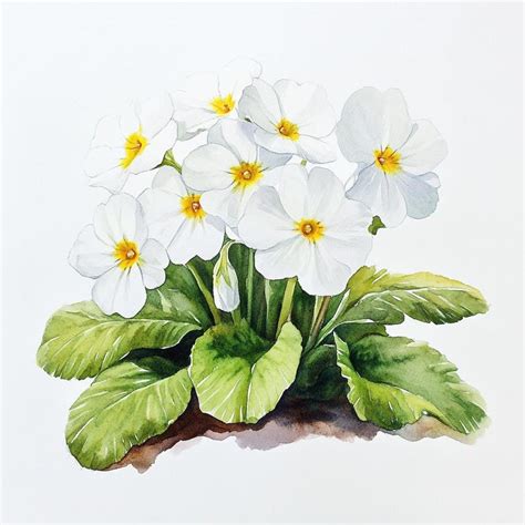 10 Printable Primula Flower White Primula Art White Primula Branch