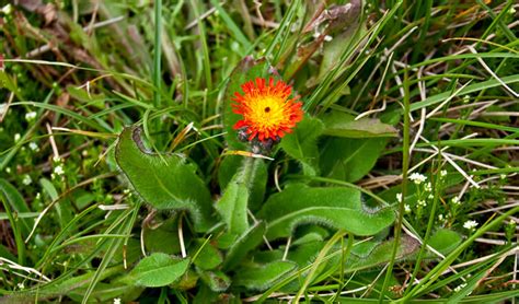 Conservation Hawkweed Eradication Program Nsw National Parks