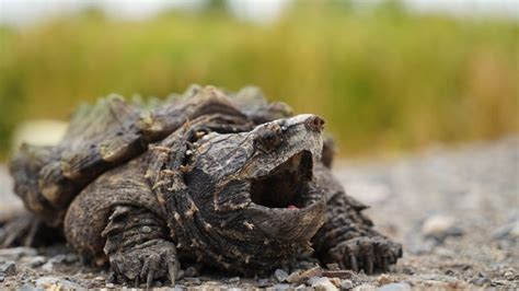 Snapping Turtle Age By Size Calculation With Chart The Turtle Hub