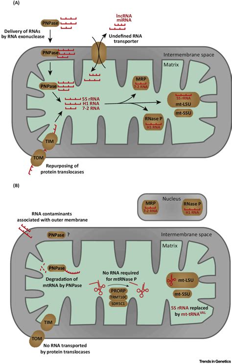 Overview Of Putative Rna Import Into Mitochondria A An Overview Of