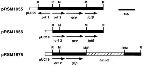 Partial Restriction And Orf Map Of The Plasmids Characterized In This