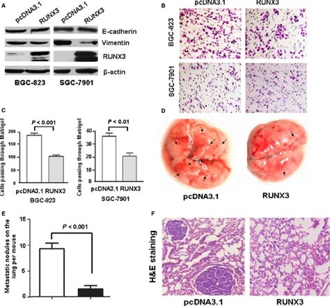 runt related transcription factor 3 runx3 overexpression leads to