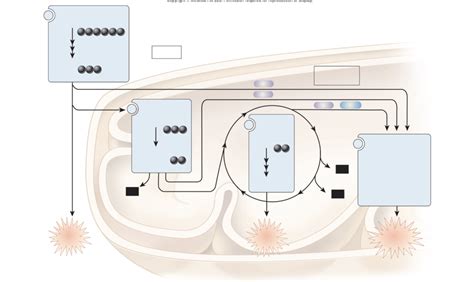 Biol 190 Exam 2 Diagram Quizlet