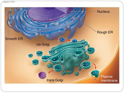 Ppt Ap Biology Powerpoint Presentation Free Download Id3758172