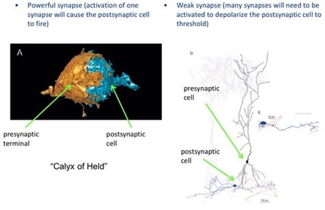 Postsynaptic Cell