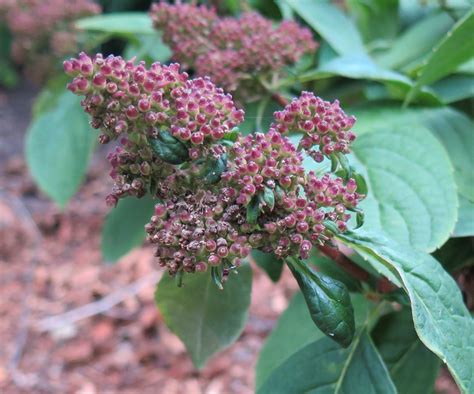 Hydrangea Paniculata Cultivars Ad Trees And Shrubs Online