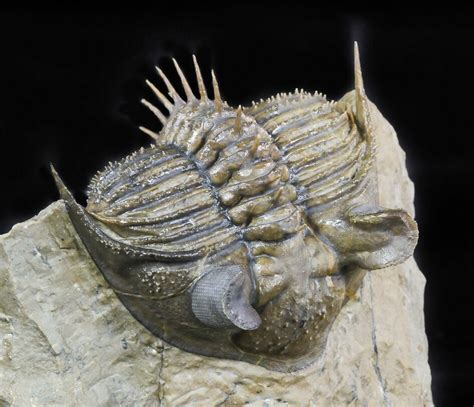 23 Tower Eyed Erbenochile Trilobite Check Out The Detail 47071