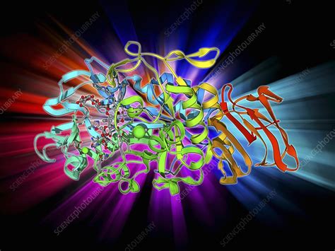 Amylase Molecular Model Stock Image F009 6197 Science Photo Library