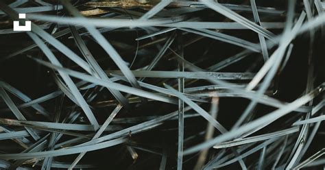 White And Gray Grass In Close Up Photography Photo Free Grey Image On