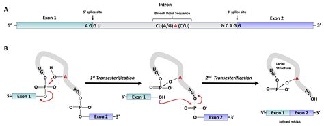262 Rna Processing Biology Libretexts