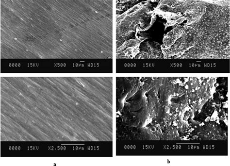 Sem Analysis Of Ldpe Biodegradation At Different Resolutions 500×