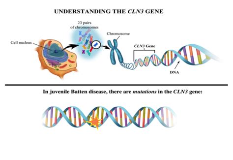 Cln3 Gene Beyond Batten Disease Foundation