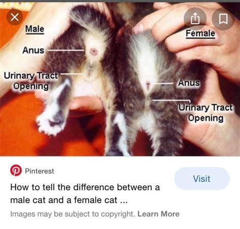 Kitten Age Chart Artofit