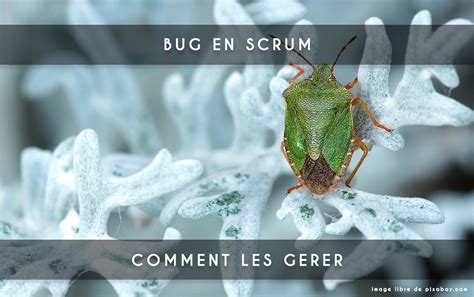 Comment Gérer Les Bugs En Scrum My Agile Partner Scrum