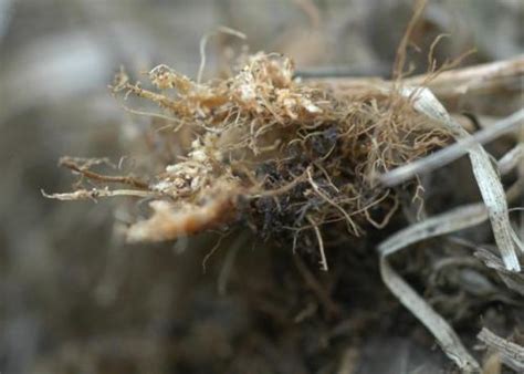 Bluegrass Billbug Msu Extension