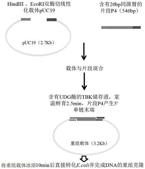 用于组装DNA片段和载体的DNA重组试剂盒以及DNA重组方法与流程