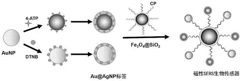 Magnetic Sers Biosensor As Well As Preparation Method And Application Thereof Eureka Patsnap