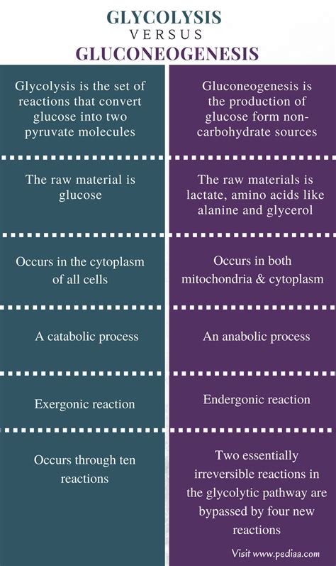Difference Between Glycolysis And Gluconeogenesis Process Structure Function
