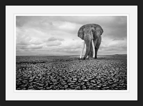 Limited Edition Fine Art Prints — Fine Art African Wildlife Photography