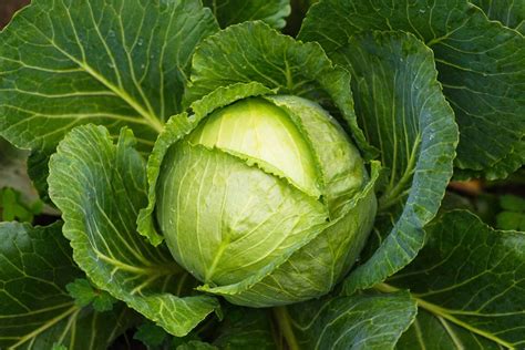 Growing Cabbages And General Cabbage Planting Tips Bonnie Plants