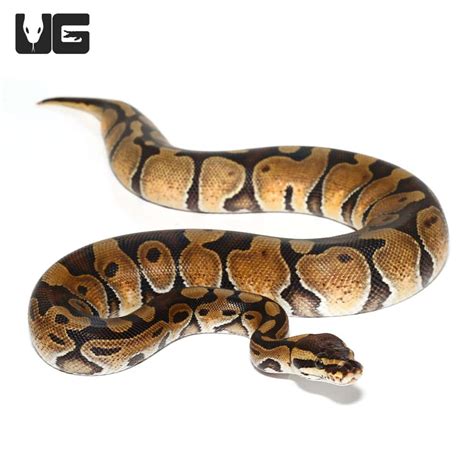 Baby Female Orange Dream Enchi Ball Python Python Regius For Sale Underground Reptiles