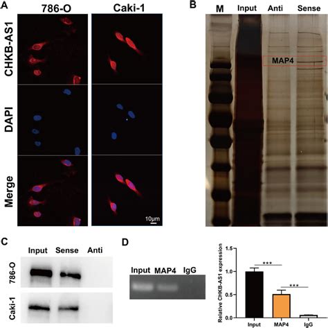Map4 Was The Vital Rbp For Chkb As1 Functioning A Subcellular