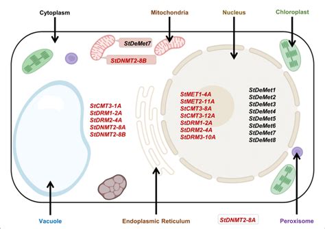Figure Subcellular Localization Of Stcc Mtase And Stdemet Proteins In
