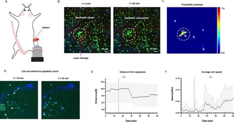 Transformer Based Spatialtemporal Detection Of Apoptotic Cell Death In