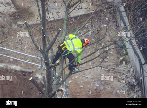 Tree Surgeon Working In A Tree Stock Photo Alamy