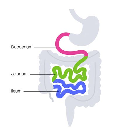 Premium Vector Small Intestine Anatomical Poster Duodenum Jejunum And Ileum In The Human Body