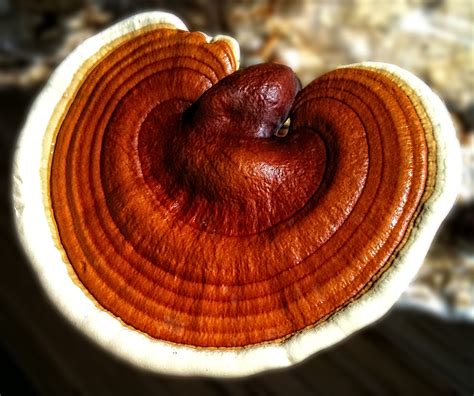 Health Benefits Of Ganoderma Lucidum Medicinal Mushrooms Myko San