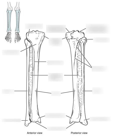 Bio Chapter Diagram Tibia And Fibula Diagram Quizlet