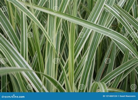 Gras Met Groene En Witte Strepen Stock Foto Image Of Grassen