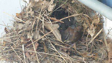 Filming Birds With A Raspberry Pi