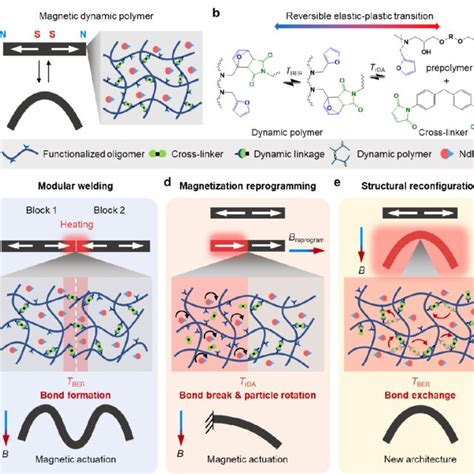 Pdf Magnetic Dynamic Polymers For Modular Assembling And Reconfigurable Morphing Architectures