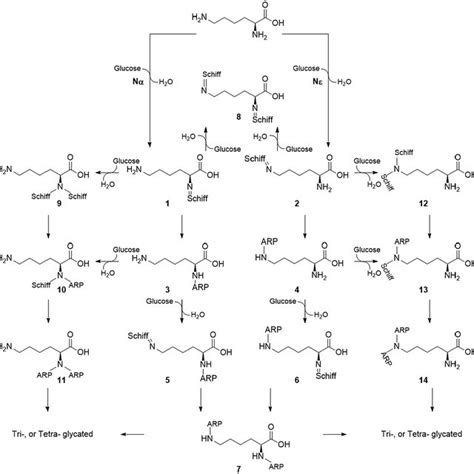 Proposed Ms Ms Fragmentation Of Mono Glycated Lysine Regioisomers Under