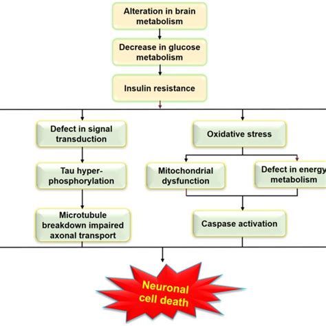 Schematic Representation Of Molecular Pathways Linking Insulin