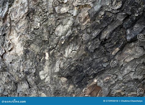 Dry Tree Bark Texture And Background Nature Concept Stock Photo