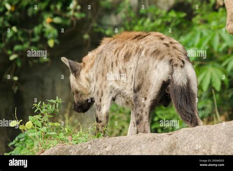 Spotted Hyaena Walking On A Rock Hyaena Is The Largest Type Of Hyena