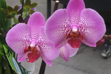 Las 8 Flores Más Emblemáticas Del Perú