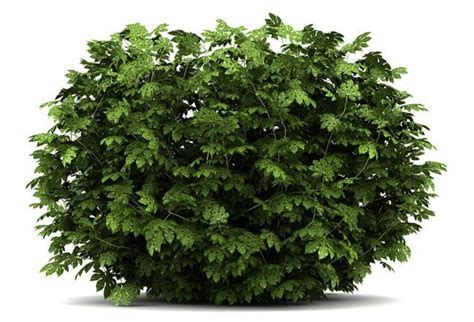 How To Plant A Bush Or Shrub Easy Gardening Tips