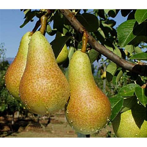 Carmen Hruška Letná Aromatická Prostokorenná Podpnik Dula