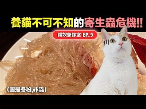 養貓不可不知的寄生蟲危機貓奴急診室EP 9 志銘與狸貓 YouTube