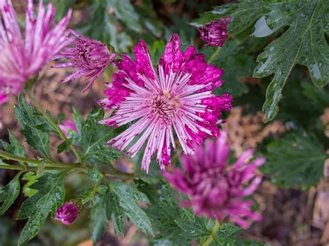 Photo Of The Bloom Of Mum Chrysanthemum Carousel Posted By