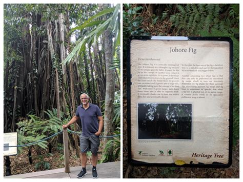 The Strangler Fig Application Pattern Incremental Modernization To Microservices