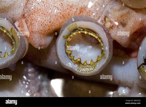 Toothed Suckers On Tentacles Of Humboldt Squid Dosidicus Gigas Santa